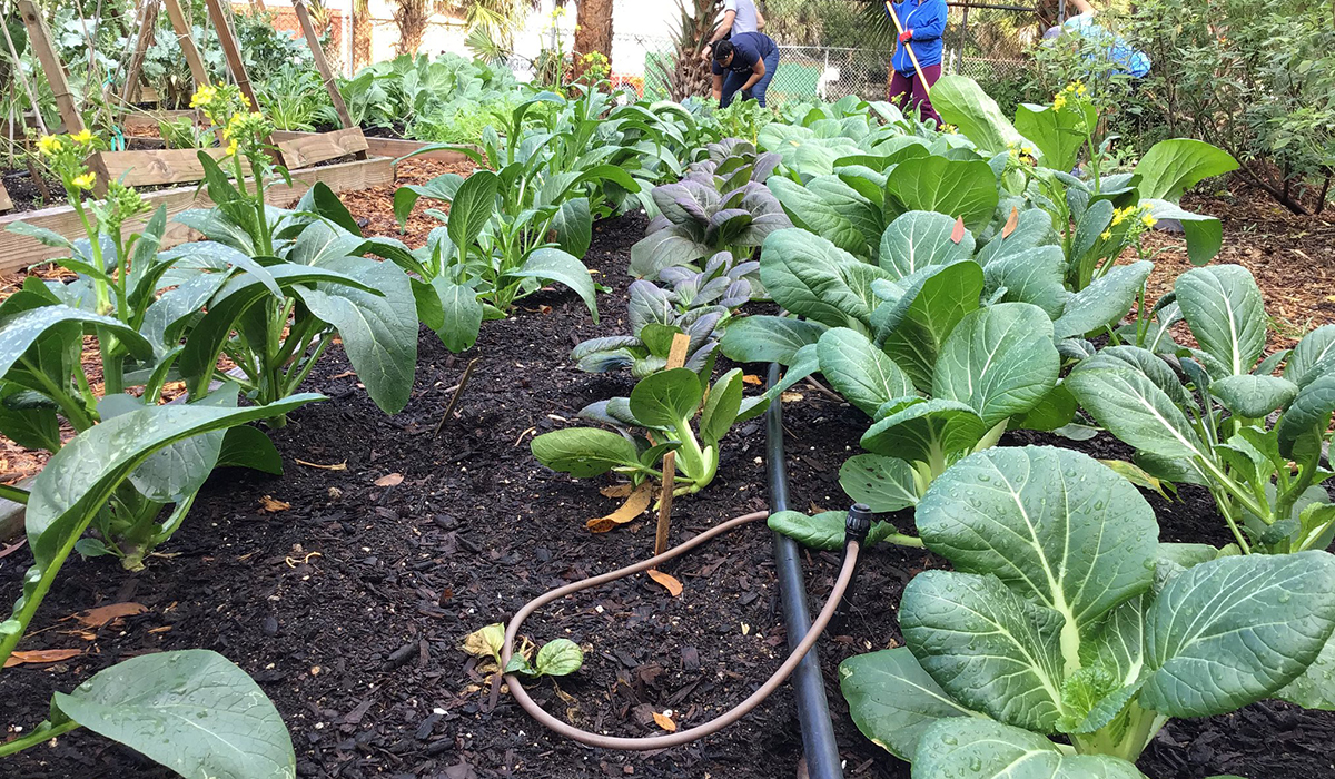 Terrapin Day 2020: A Student's Reflection